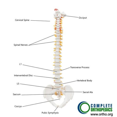 Spinal Cord Stimulation - Complete Orthopedics | Multiple NY Locations