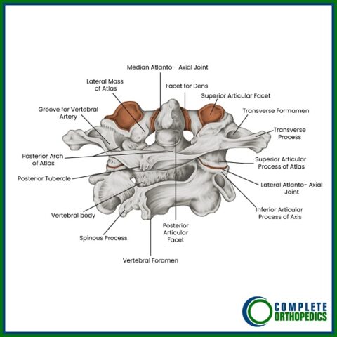 Anatomy of the Cervical Spine| Complete Orthopedics
